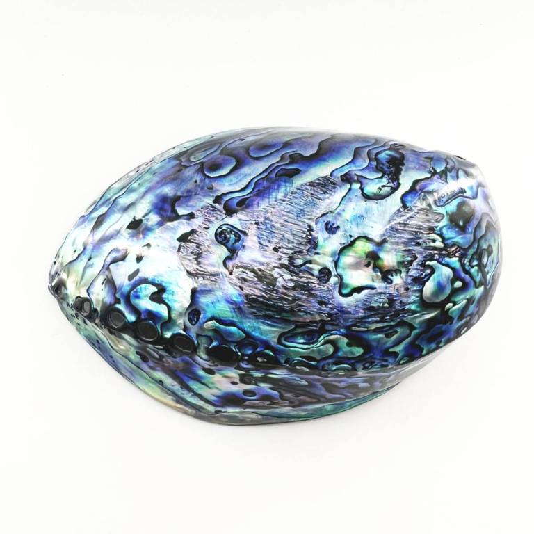 Paua Shell - Kiwi Shop